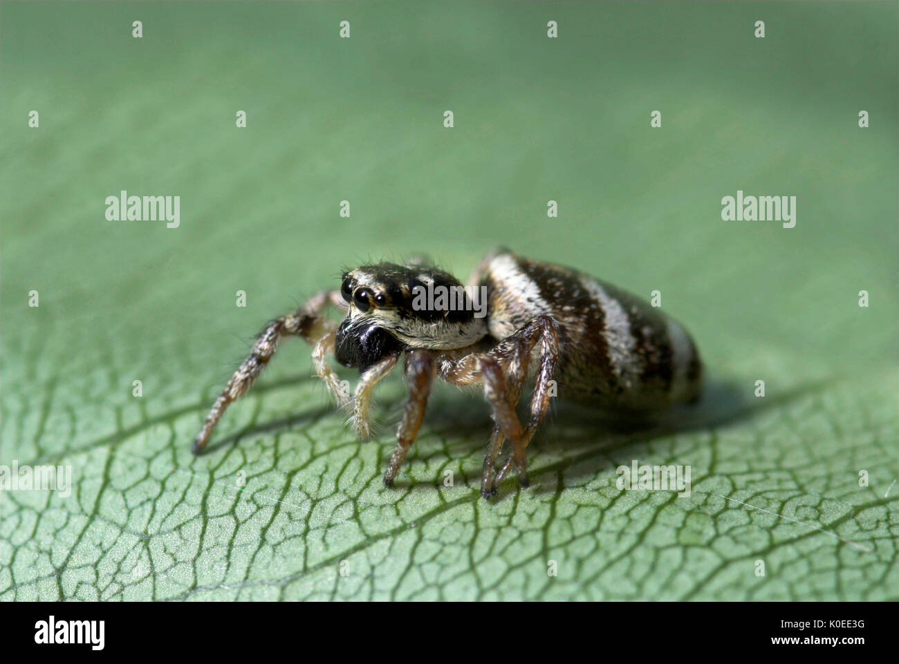 Zebra jumping spider hi-res stock photography and images - Alamy