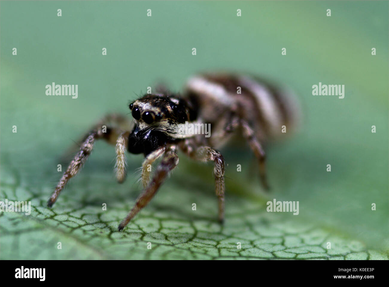 Zebra Jumping Spider, Salticus scenicus, can jump up to 4 inches, black ...