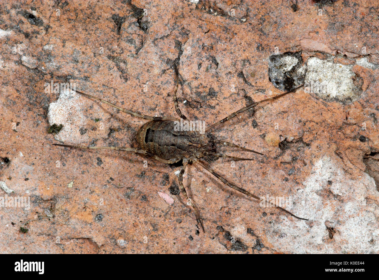 Long legs spiders hi-res stock photography and images - Alamy