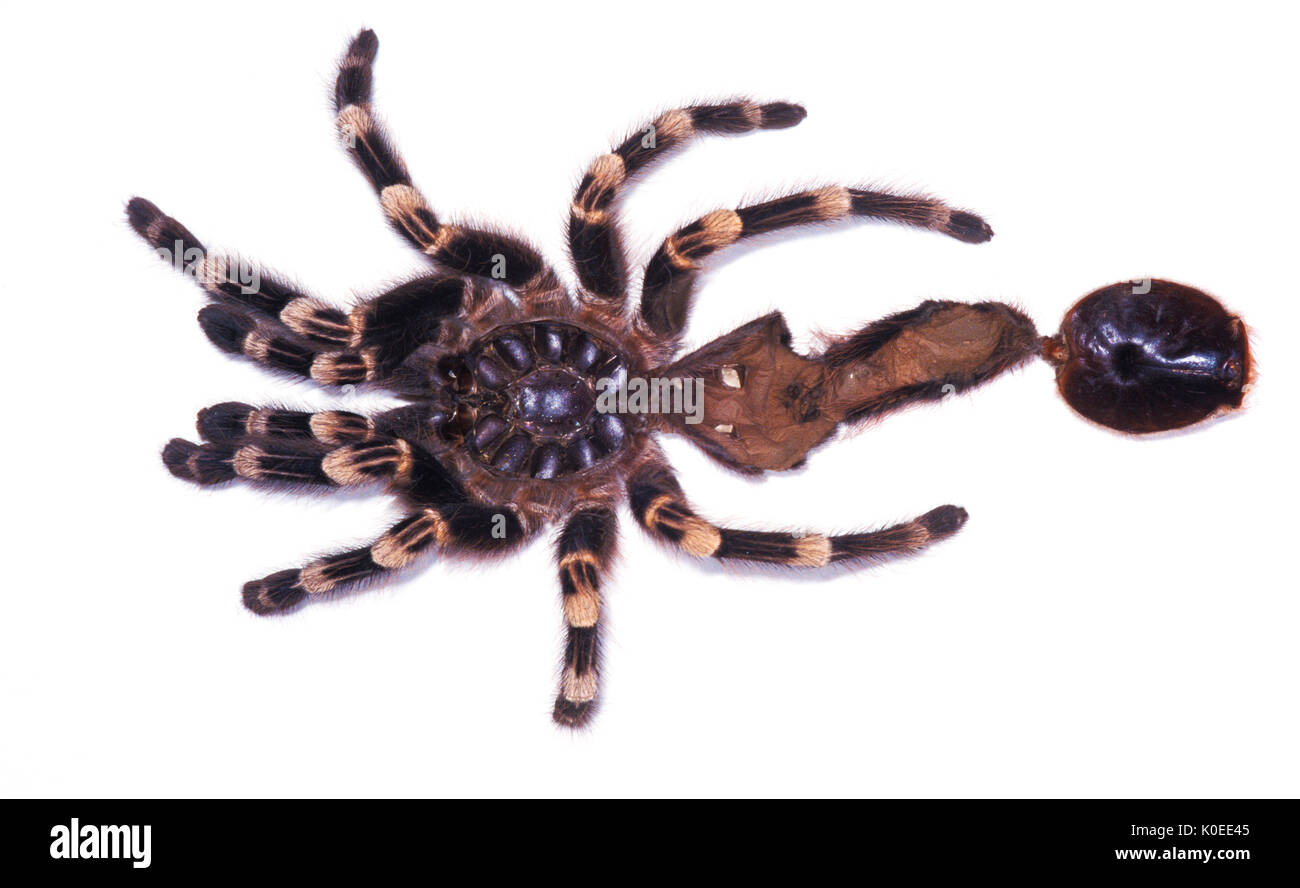 Shed Tarantula Spider Skin, showing full skin with carpace, cut out ...