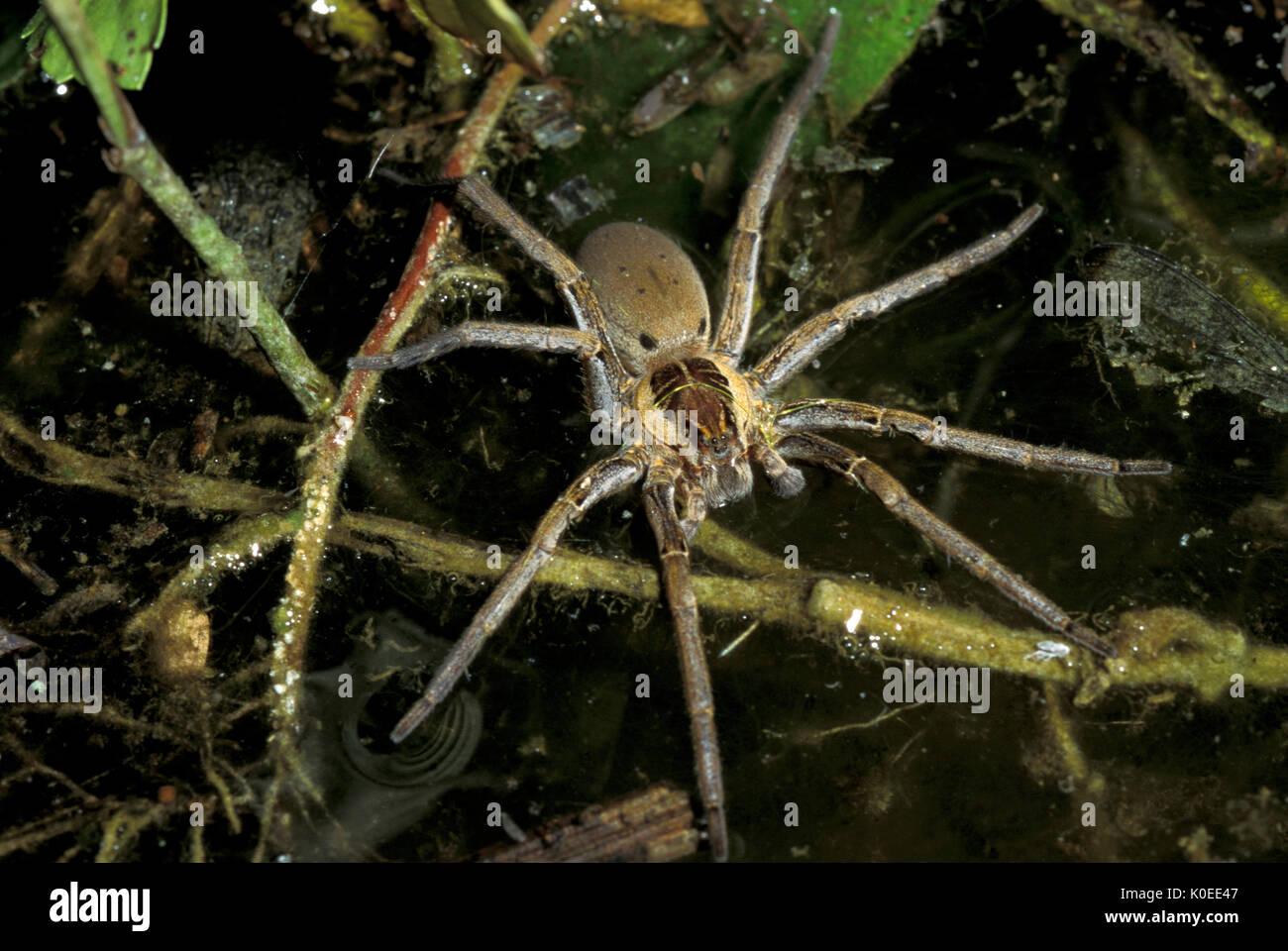 Raft Spider, Heteropodidae sp. on pond surface, night, floating, hairy ...
