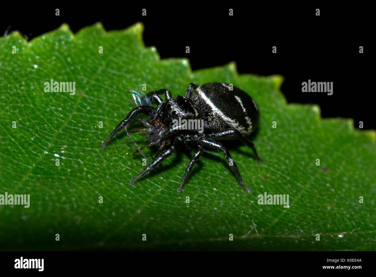 Zebra Jumping Spider, Salticus scenicus, feeding on prey, Kent ...