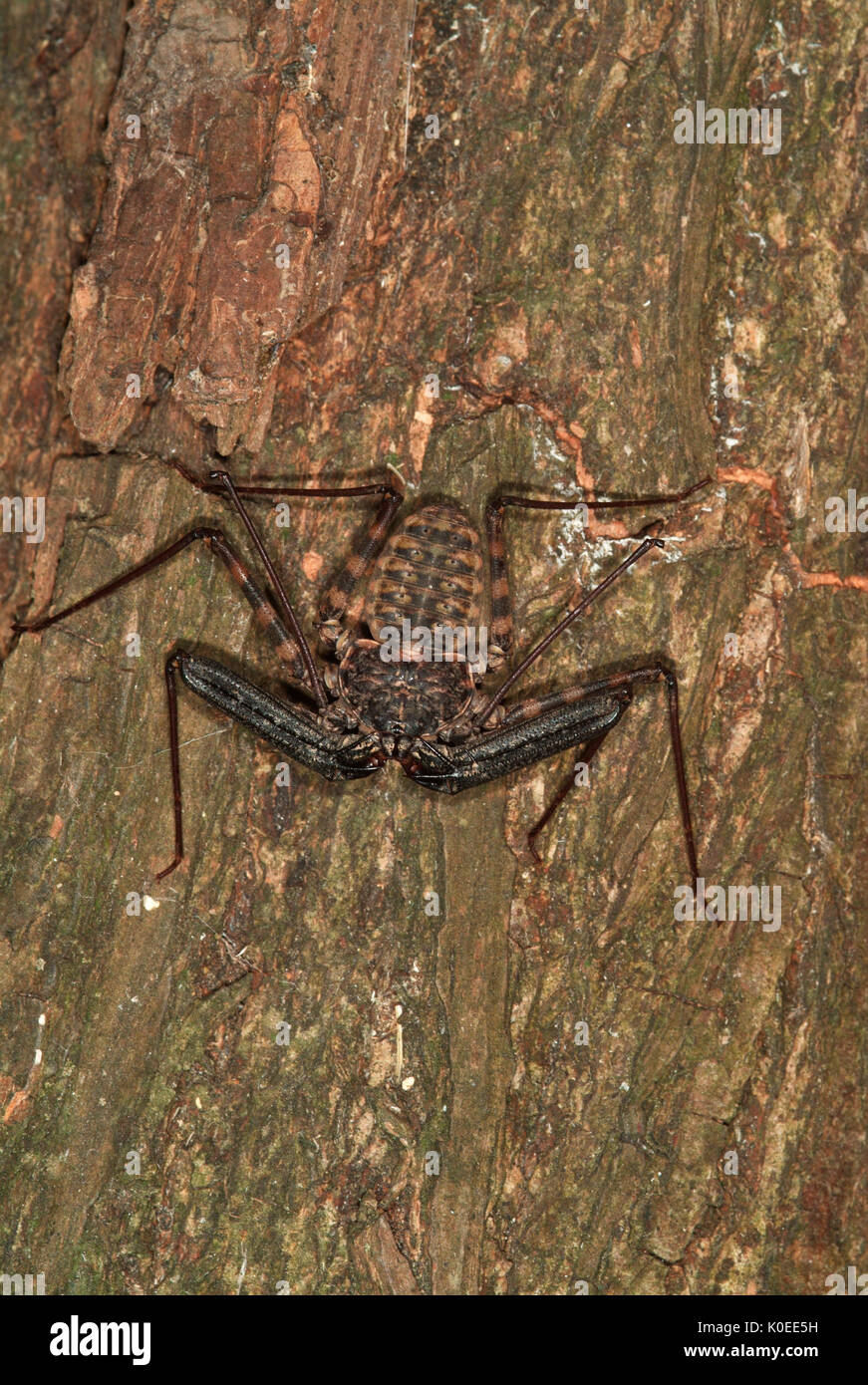 Amblypygi hi-res stock photography and images - Alamy