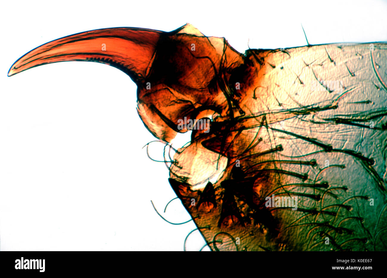 Microscopic invertebrates hi-res stock photography and images - Alamy