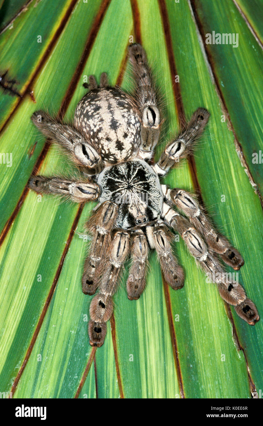 Togo or Starburst Baboon Spider, Hetroscodra maculata, Tarantula, West ...