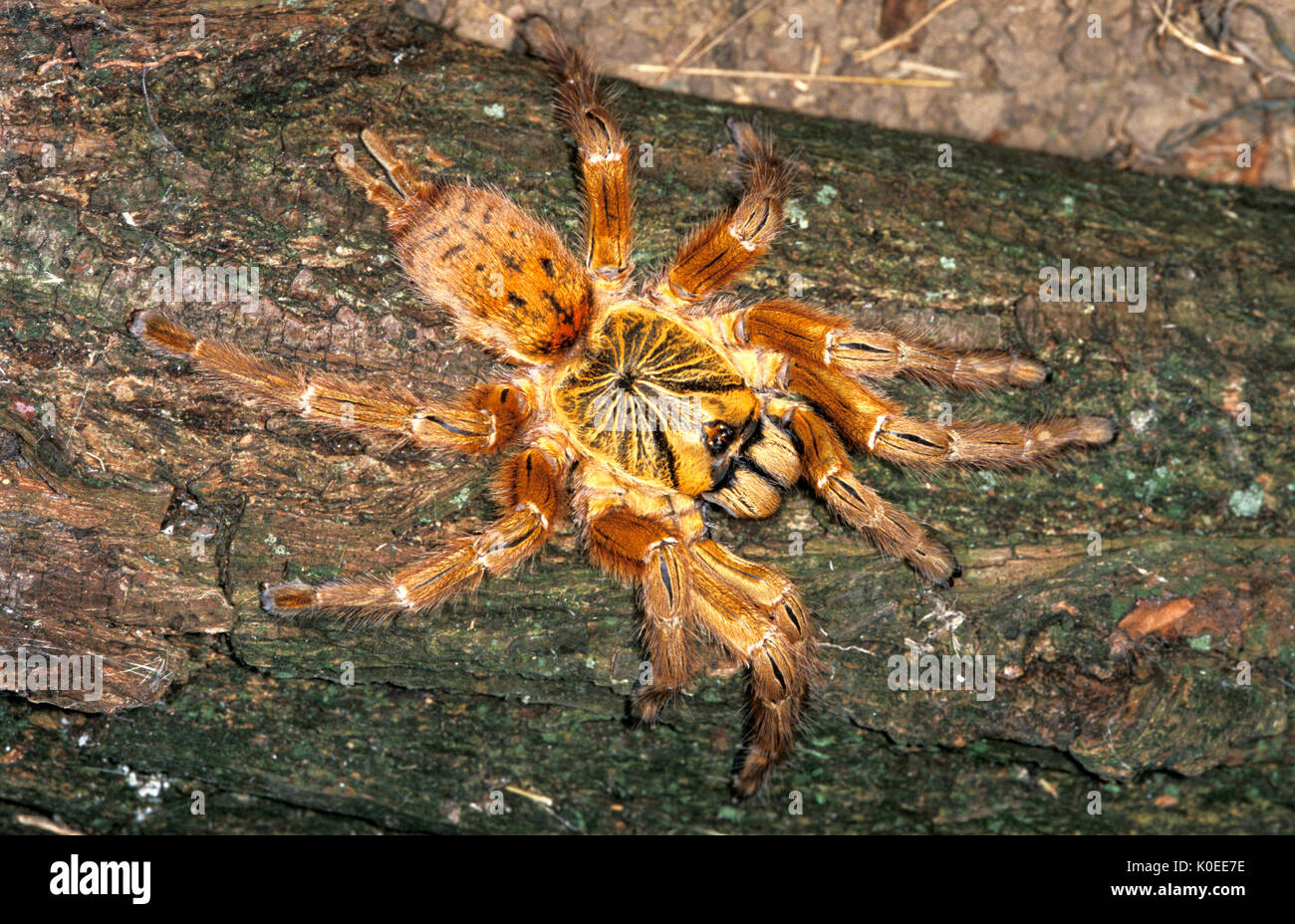 Togo or Starburst Baboon Spider, Hetroscodra maculata, Tarantula, West ...