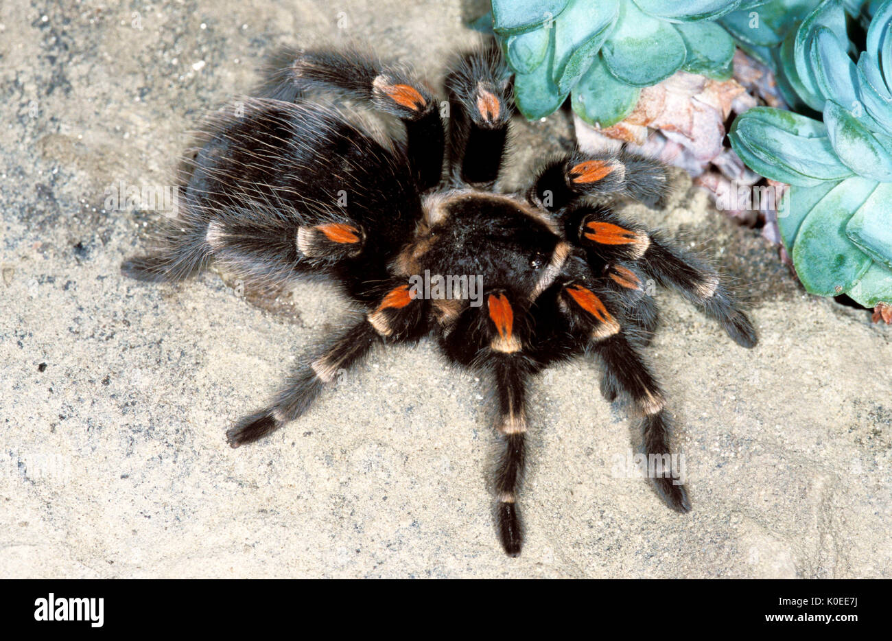 Mexican Flame Knee Spider, Brachypelma auratum, Tarantula, Mexico ...