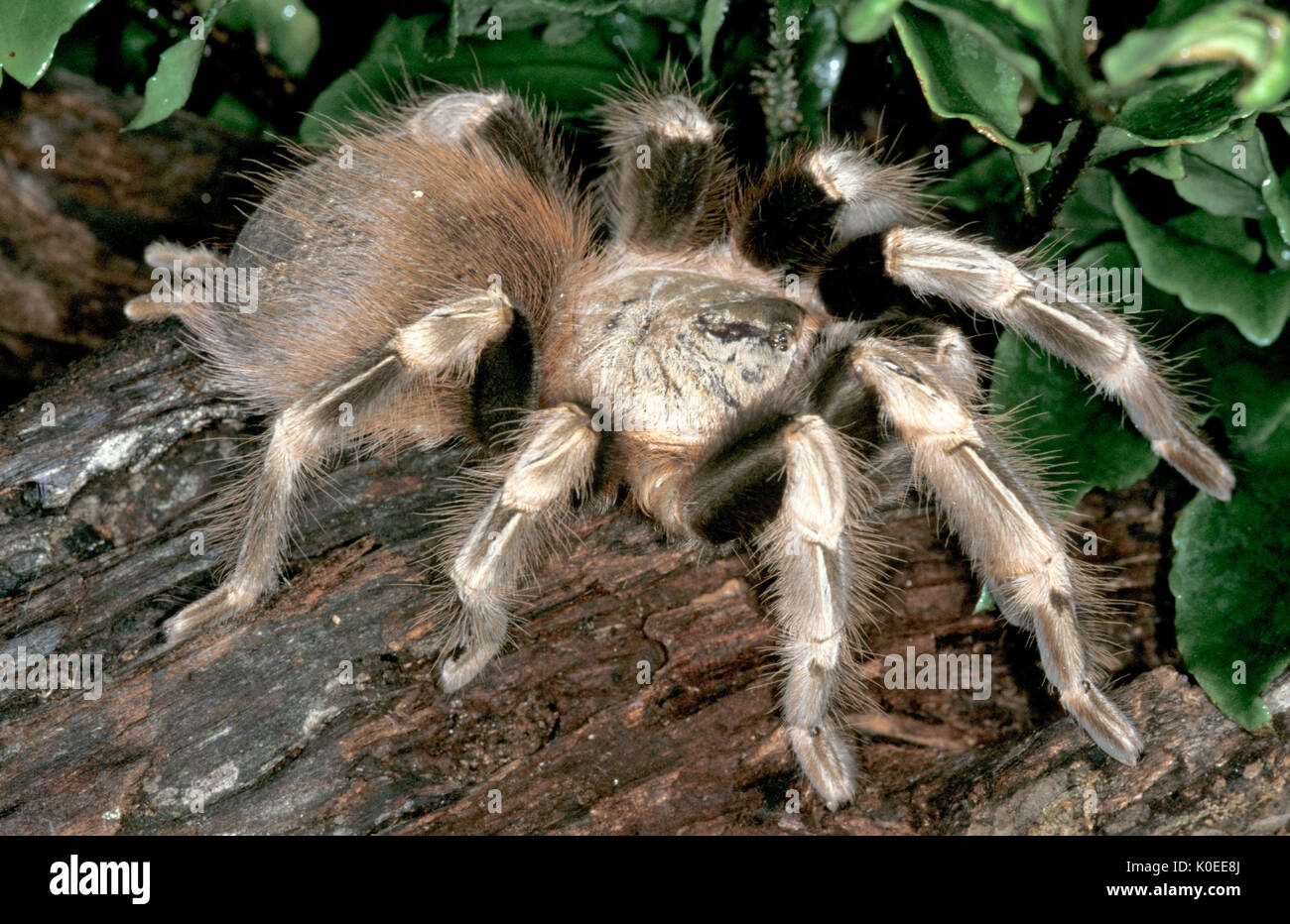 Brazilian Red & White Spider, Vitalis cristata, Tarantula, captive on ...