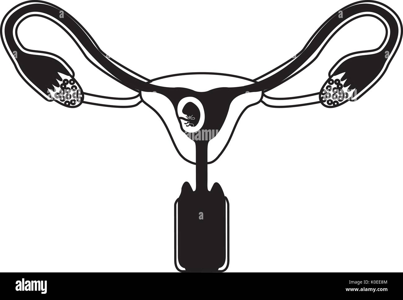 black silhouette of female reproductive system ovaries with fetus human ...