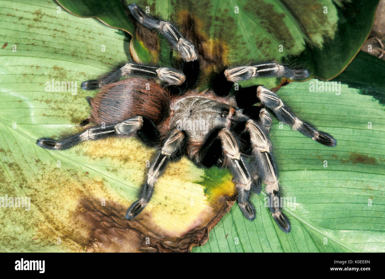 Brazilian Red & White Spider, Vitalis cristata, Tarantula, on green ...