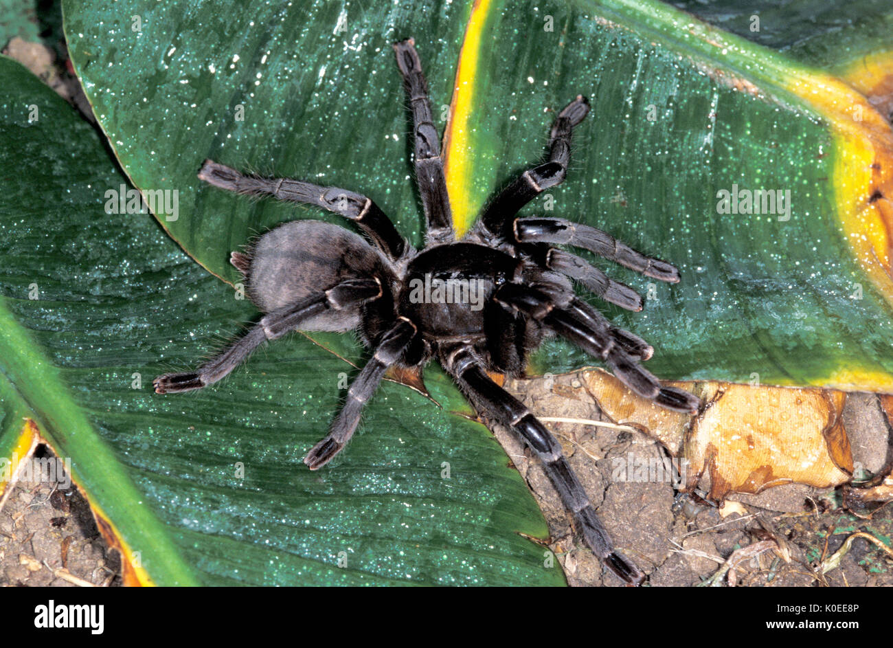 Earth Tiger Tarantula