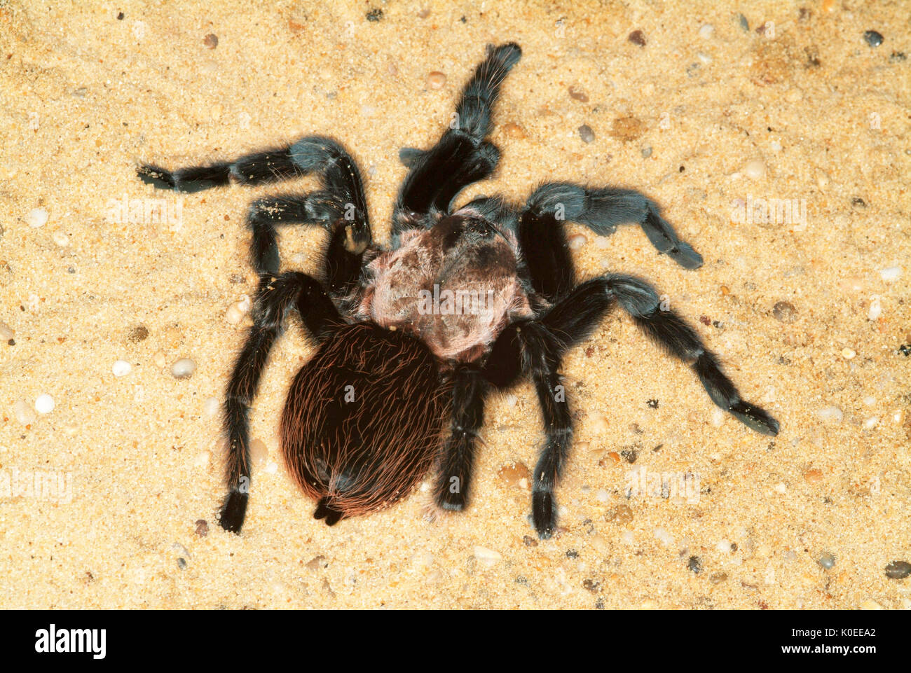 Tarantula Spider, Mexican Rose Grey, Brachypelma pallidum, on desert ...