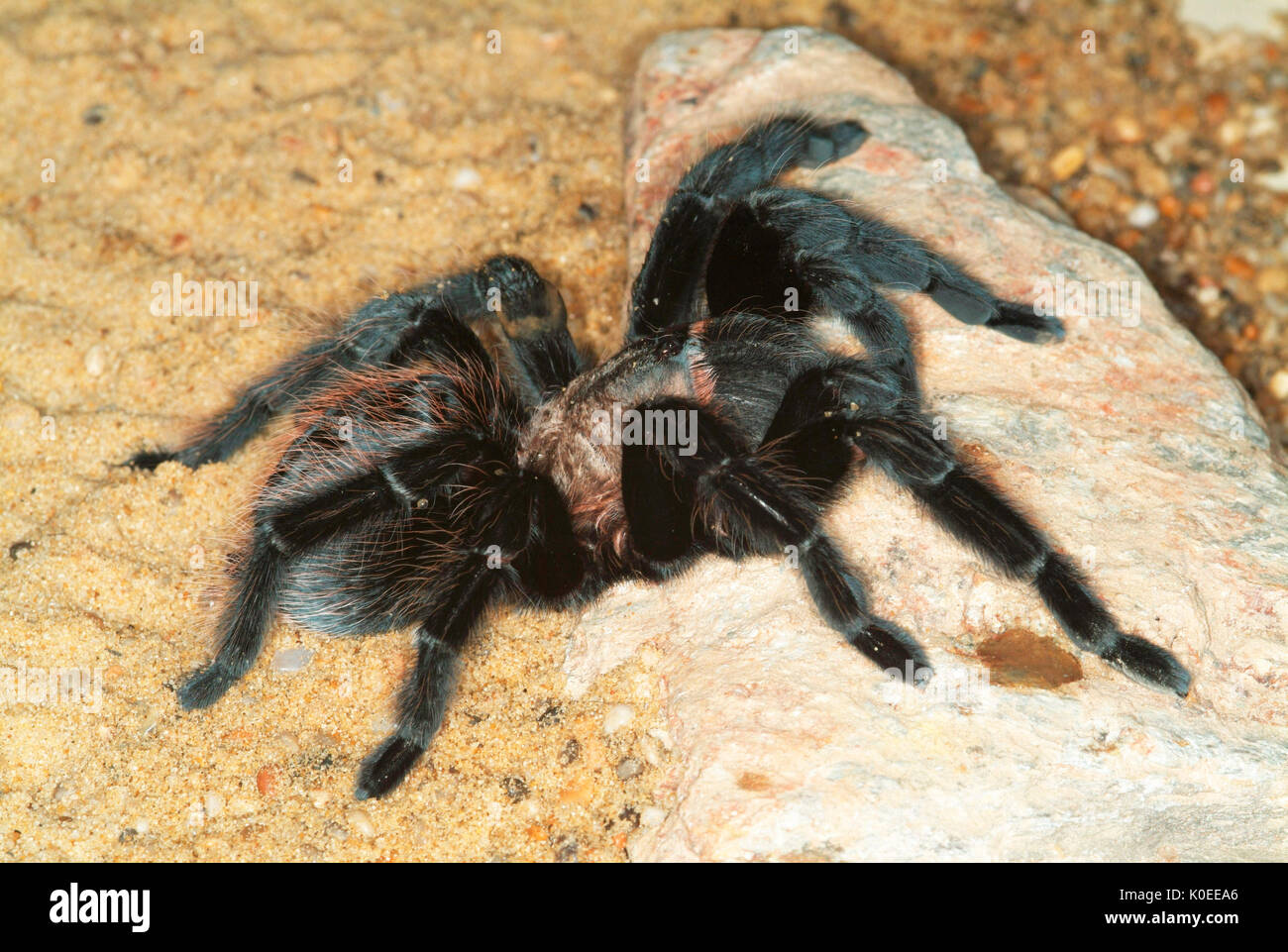 Tarantula Spider, Mexican Rose Grey, Brachypelma pallidum, on desert ...