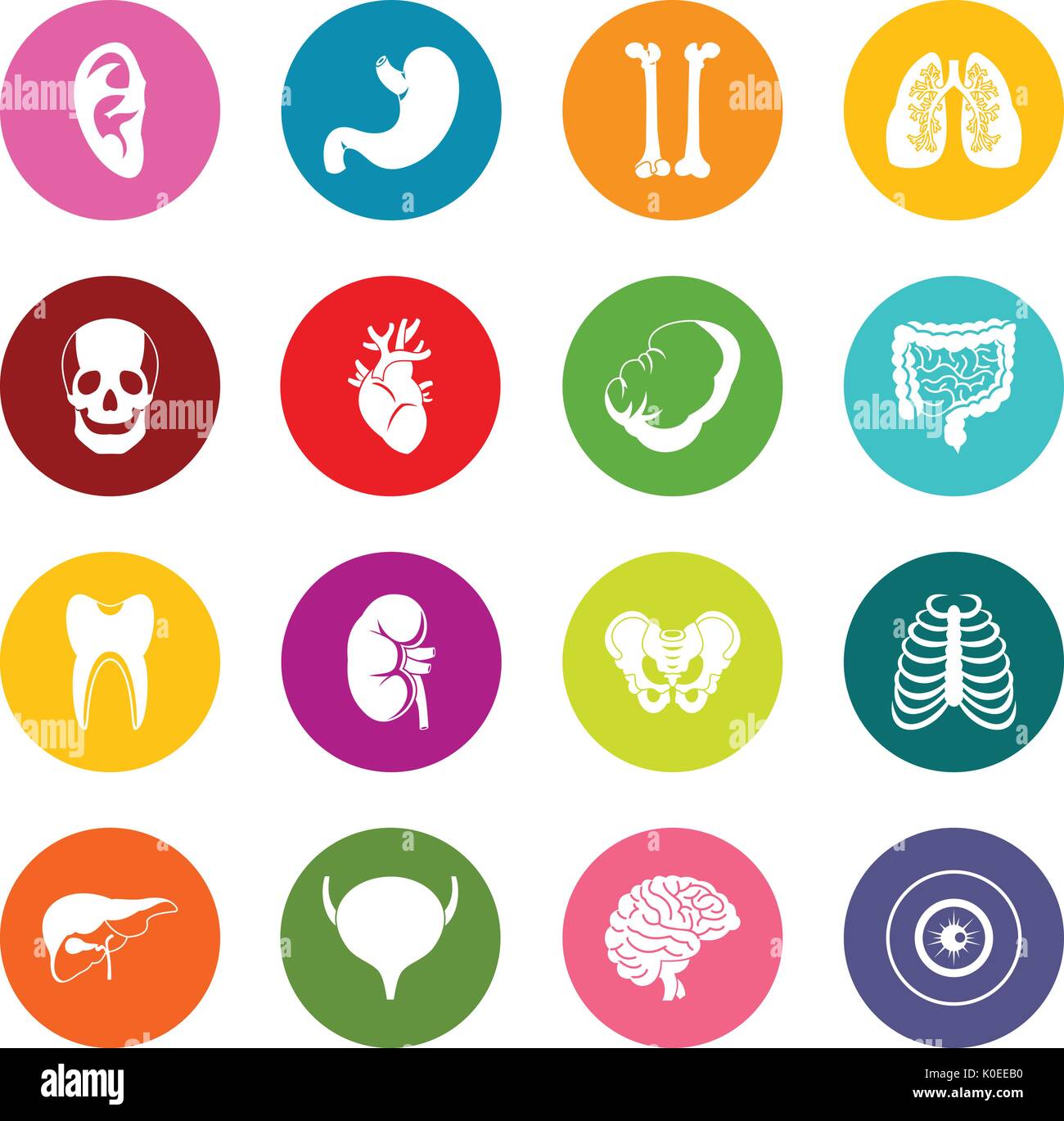 Human organs icons many colors set Stock Vector Image & Art - Alamy