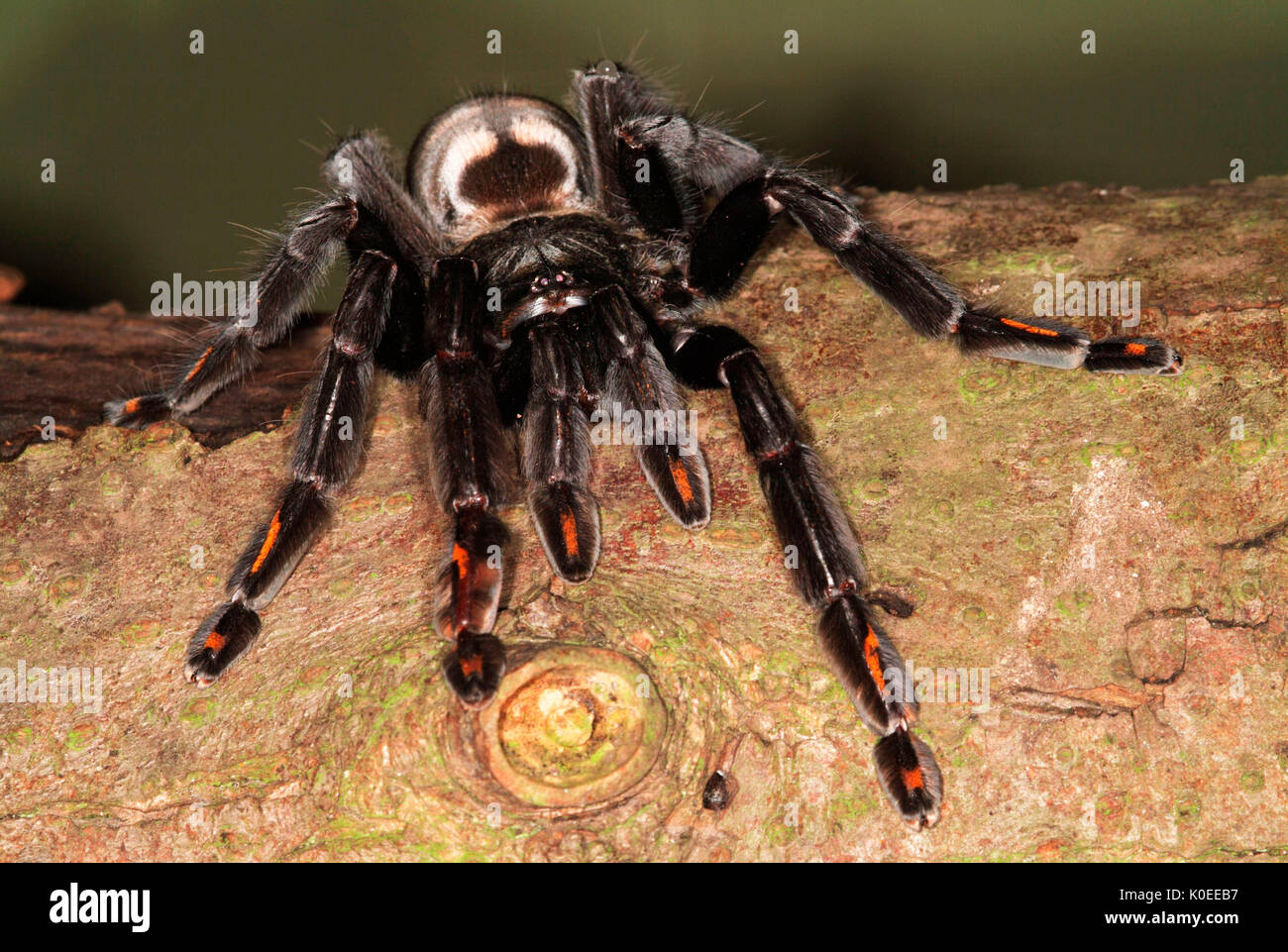 Tarantula Spider, Venezuela Sun Tiger, Psalmopeous irminia, Venezuela ...