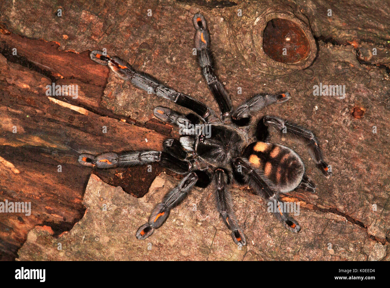 Tarantula Spider, Venezuela Sun Tiger, Psalmopeous irminia, Venezuela ...