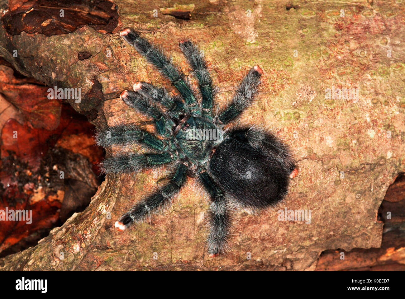 Tarantula Spider, Irridescent Pink Toed, Avicularia metallica, Surinam ...