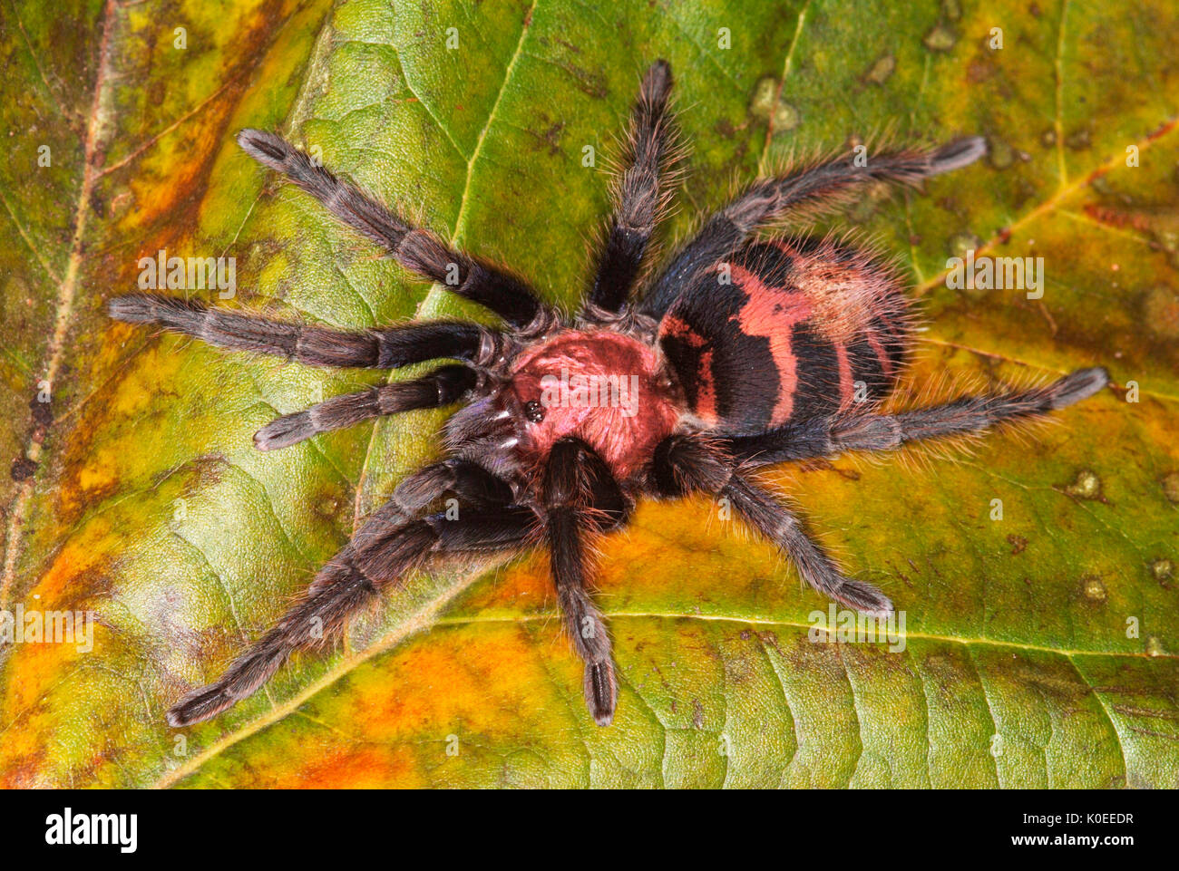Tarantula Spider, Mexican Tiger Rump, Davas pentalorus, on leaf, forest ...
