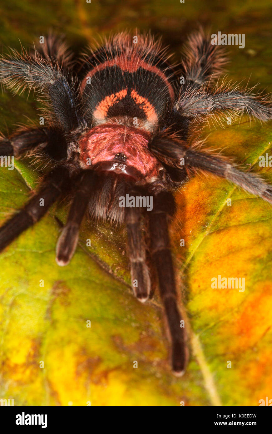 Tarantula Spider, Mexican Tiger Rump, Davas pentalorus, on leaf, forest ...