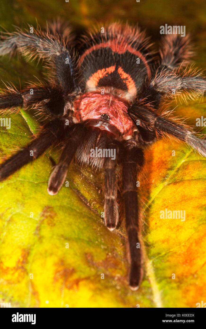 Tarantula Spider, Mexican Tiger Rump, Davas pentalorus, on leaf, forest ...