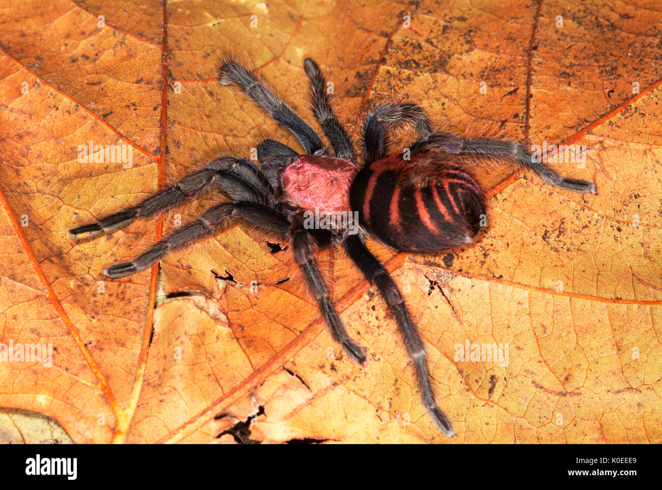 Tarantula Spider, Mexican Tiger Rump, Davas pentalorus, on leaf, forest ...