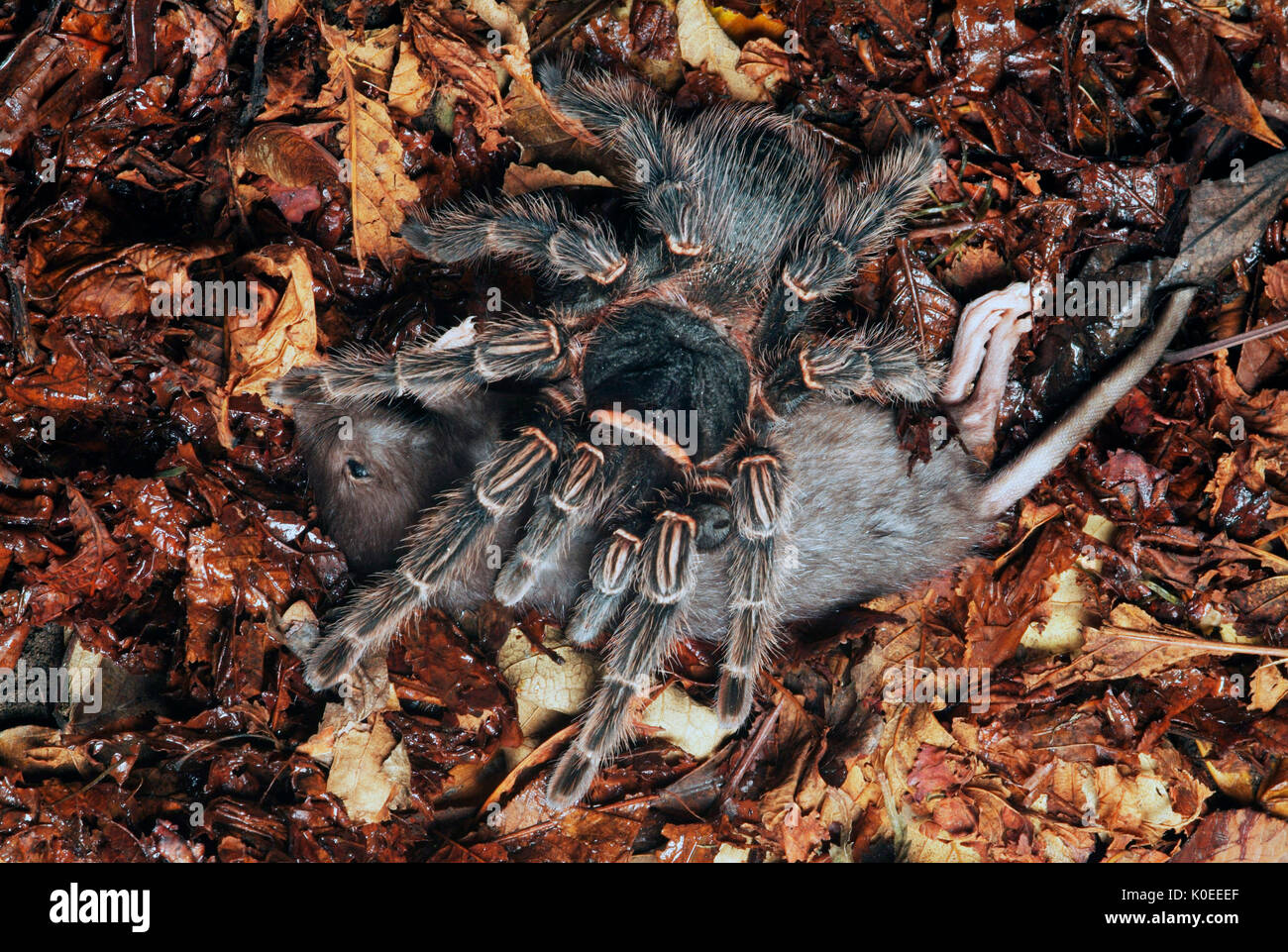 Bird eating spider hi-res stock photography and images - Alamy