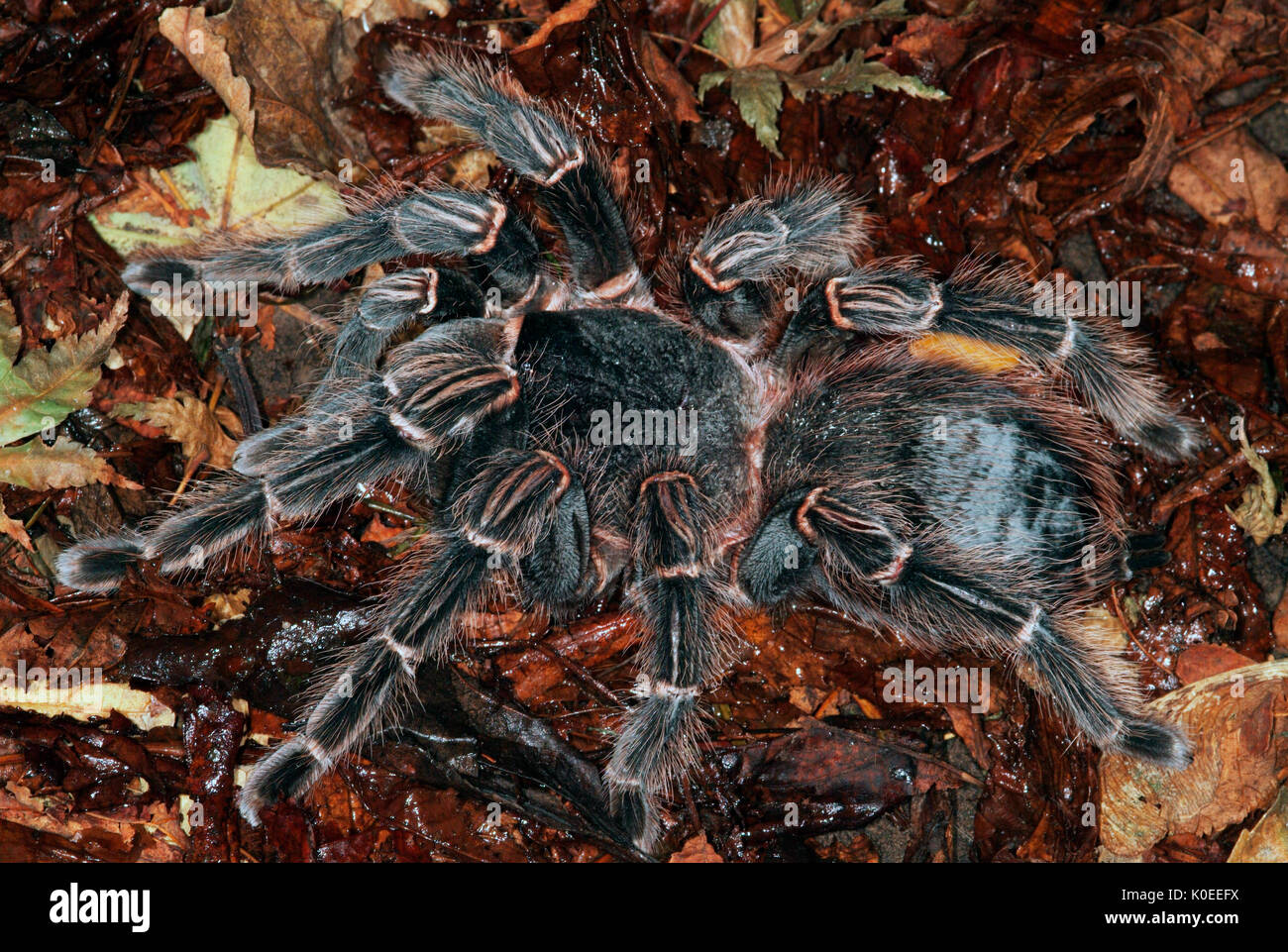 Tarantula bird eating spider hi-res stock photography and images - Alamy