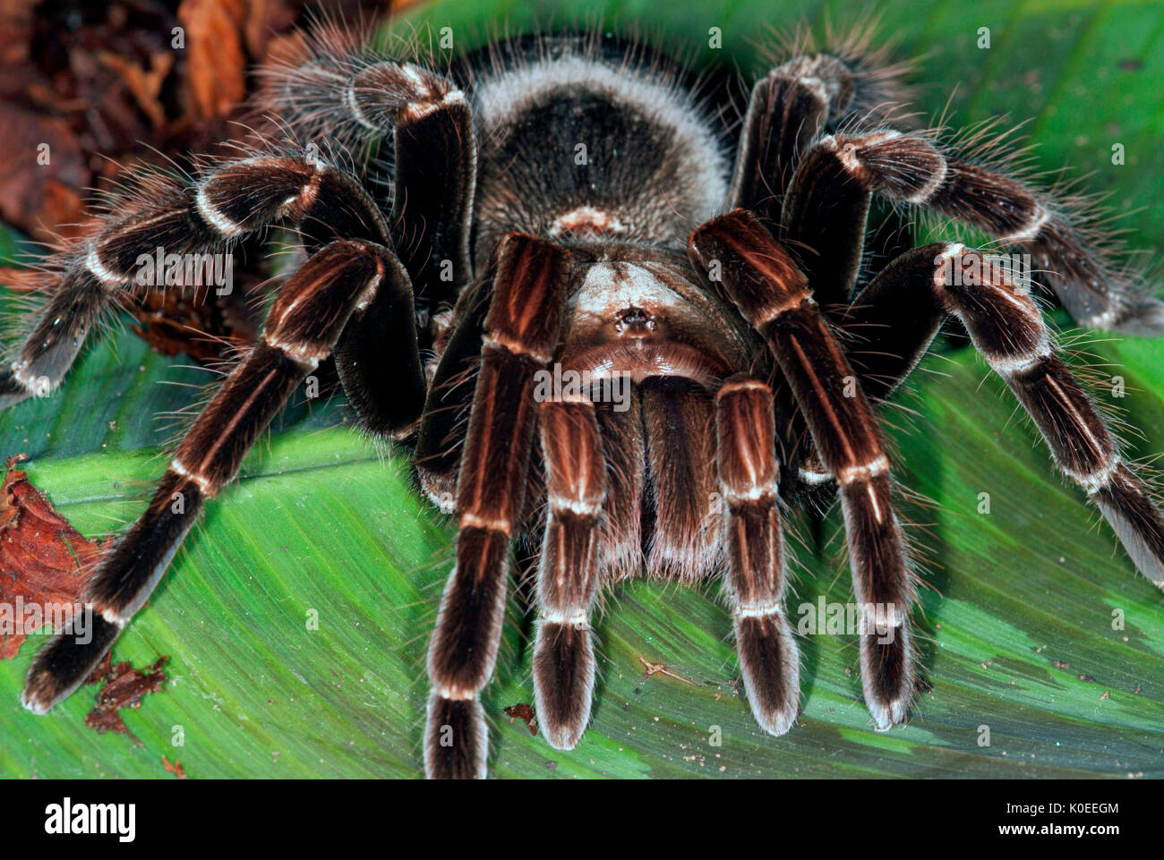 Tarantula Spider, San Sebastian Pink Bird Eating, Pamphobeteus ...