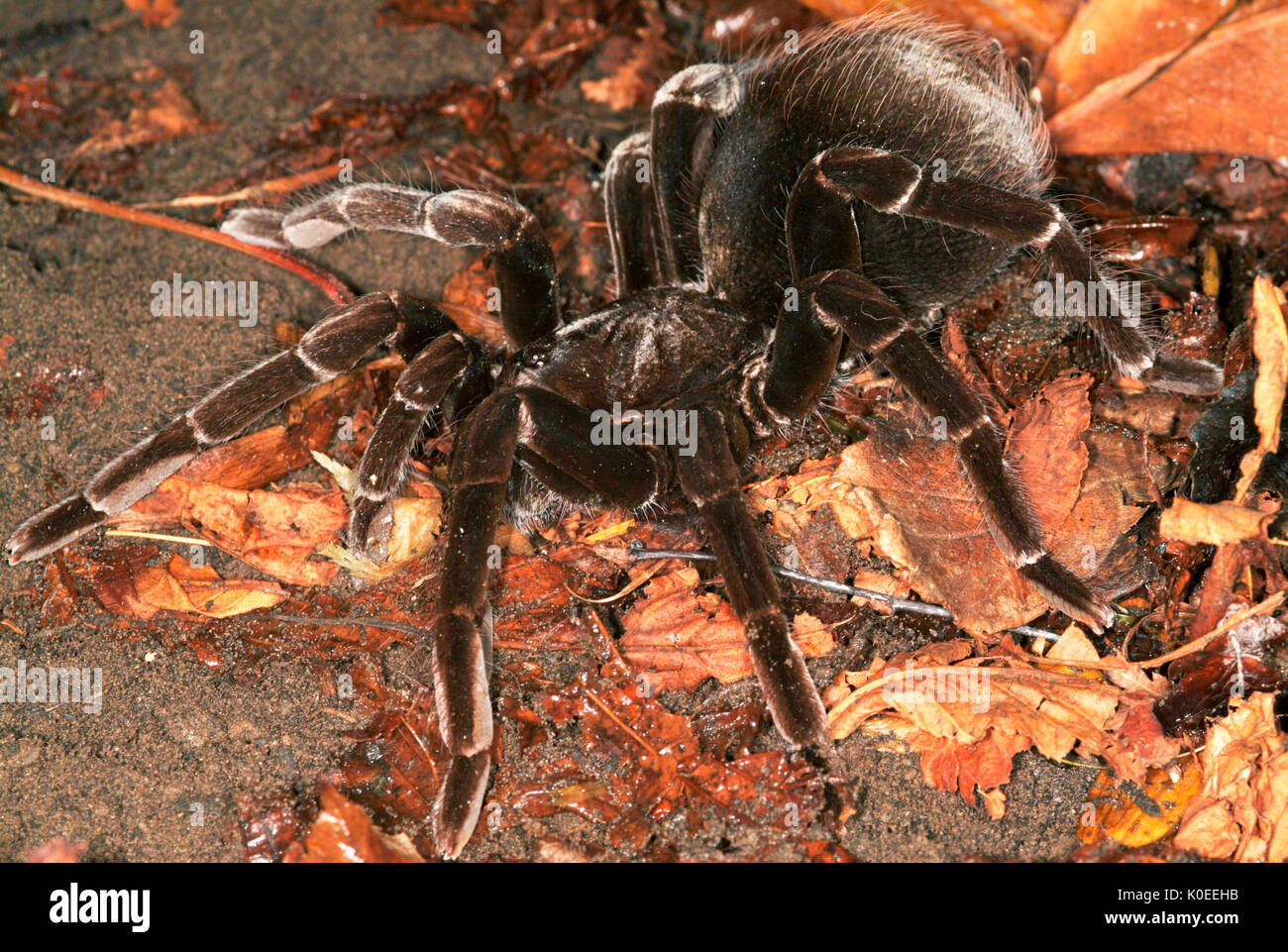 Tarantula Spider, Steely Blue Bird Eating, Pamphobeteus antineus ...
