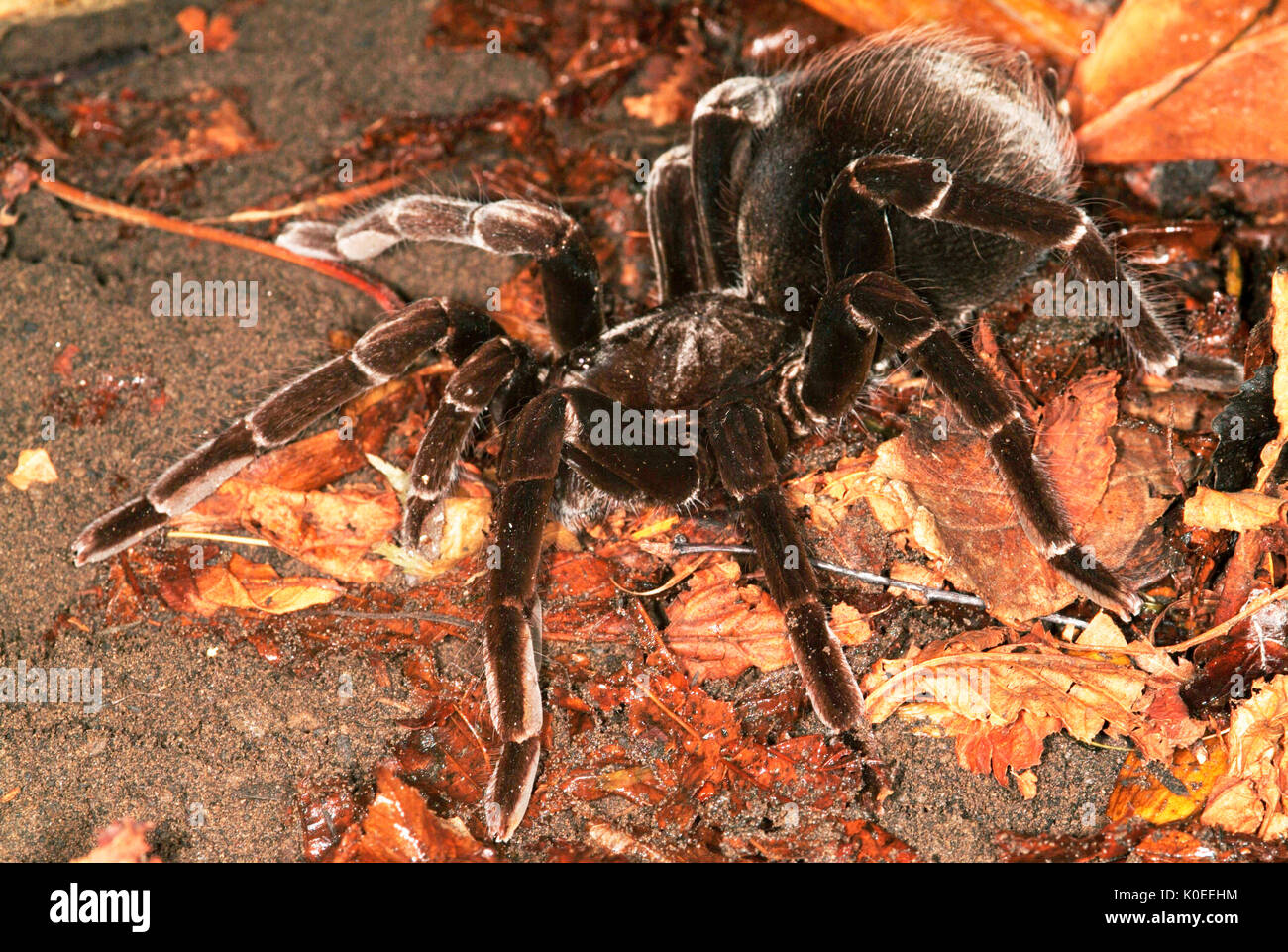 Tarantula Spider, Steely Blue Bird Eating, Pamphobeteus antineus ...