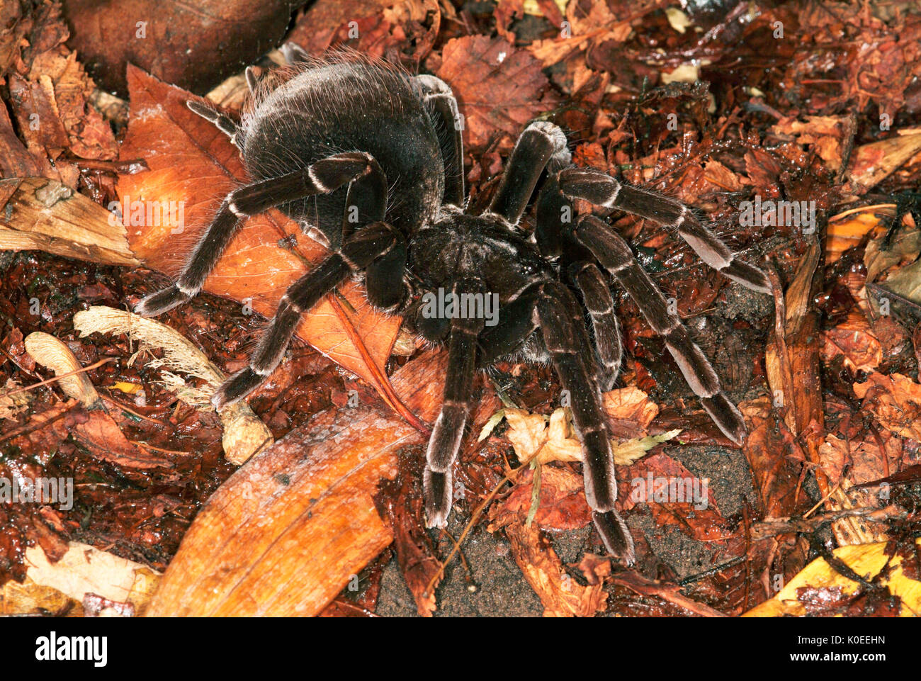 Tarantula Spider, Steely Blue Bird Eating, Pamphobeteus antineus ...