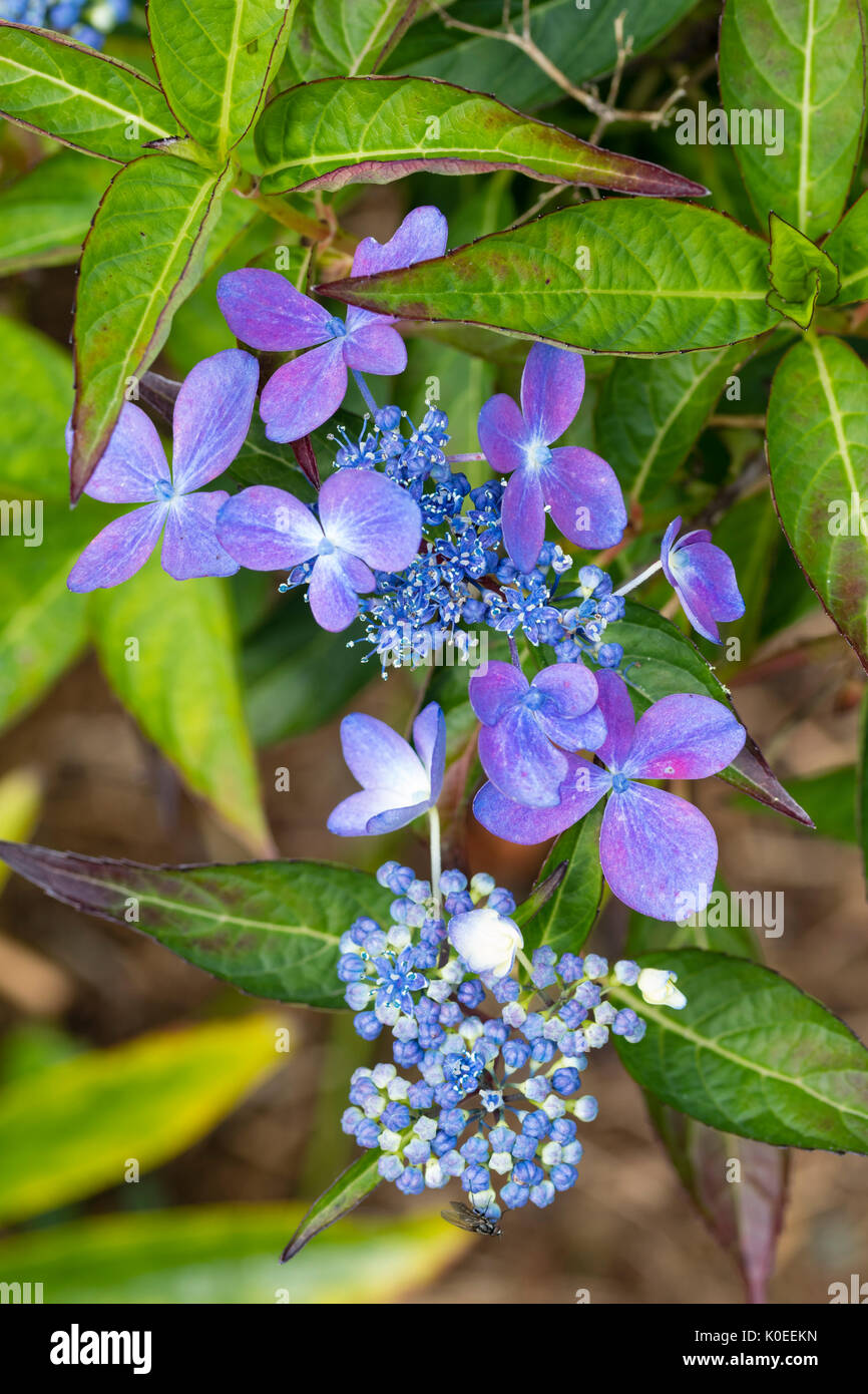 Beauty blue flowers hi-res stock photography and images - Alamy