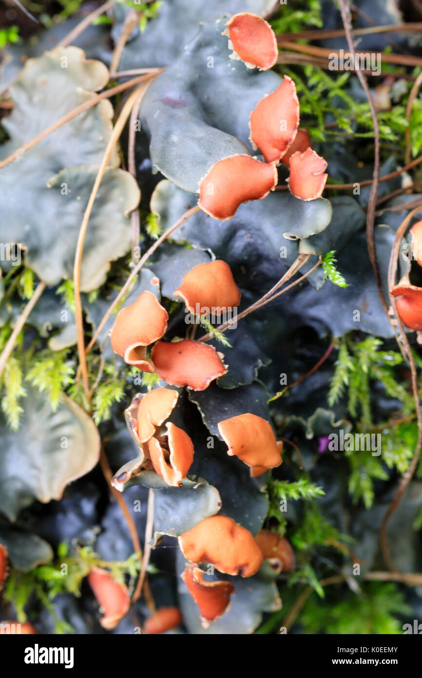 Apothecia hi-res stock photography and images - Alamy