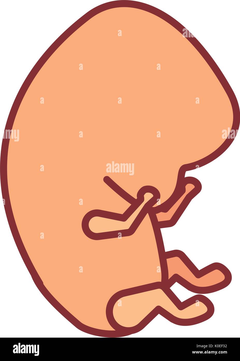 color silhouette with thick contour of side view fetal growth in the ...