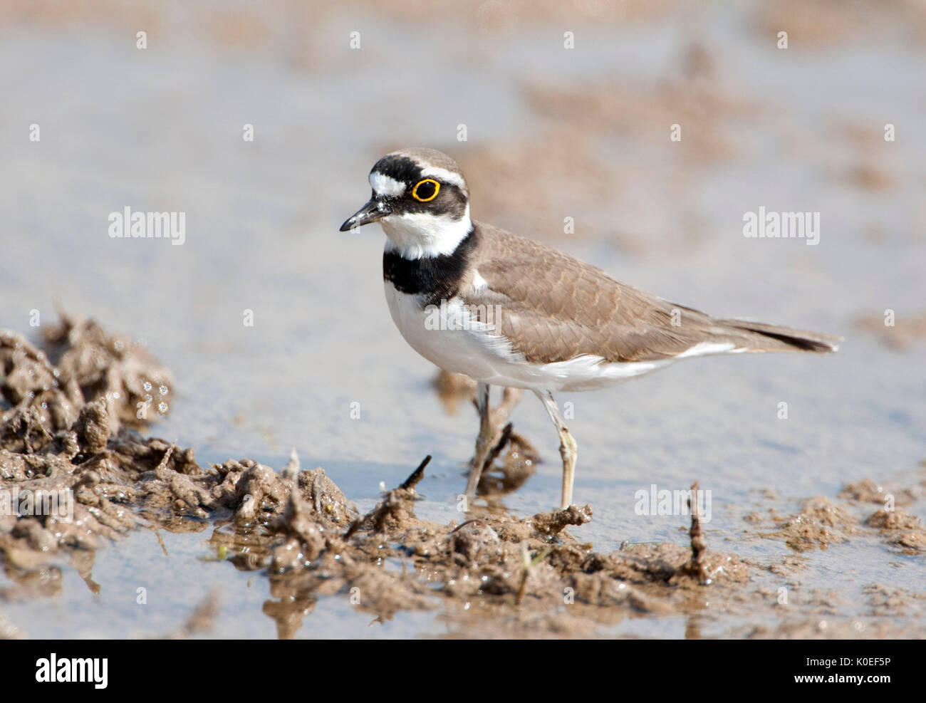 Little Ringed Plover, Charadrius dubius, Lesvos Island, Greece passage ...