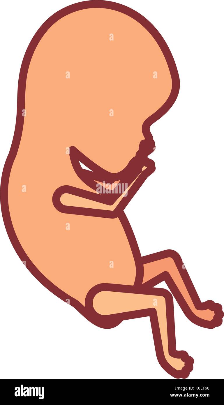 color silhouette with thick contour of side view fetal growth a few ...