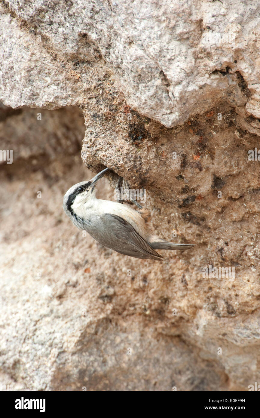 Western Rock Nuthatch, Sitta n.zarudnyi, Lesvos Island, Greece, at nest ...