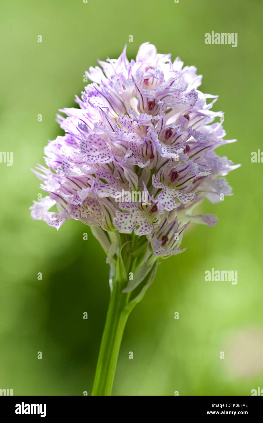 Toothed orchid orchis tridentata hi-res stock photography and images ...