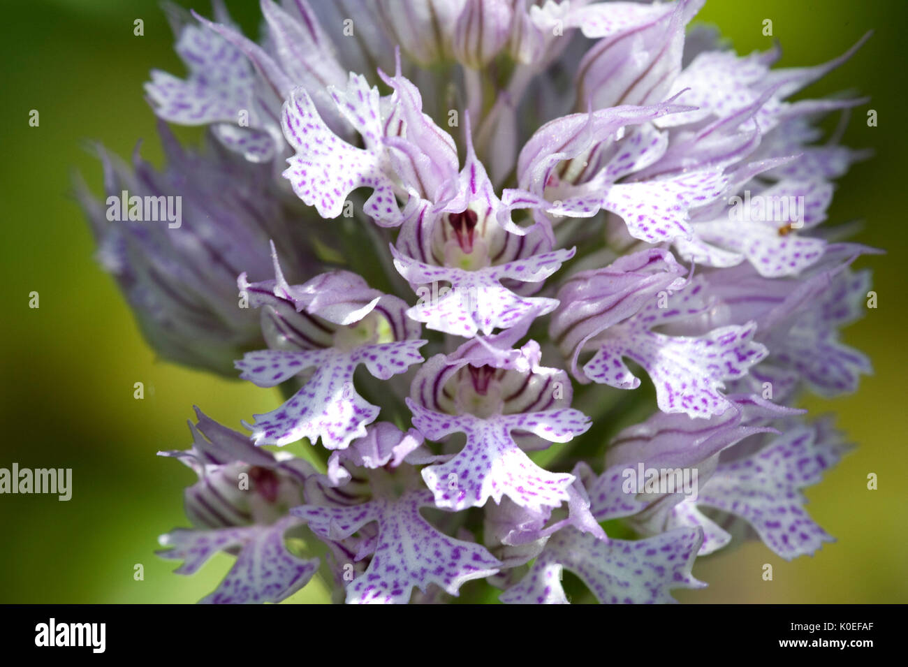 Three-toothed orchid, Orchis tridentata, Lesvos Island Greece , lesbos ...