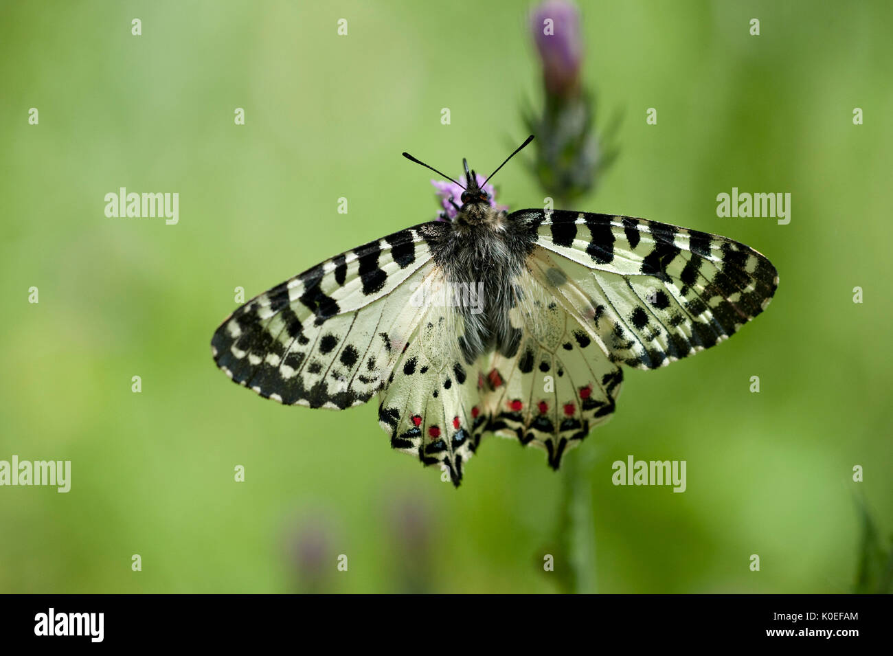 Eastern Festoon Butterfly, Zerynthia cerisy, Lesvos, Greece , lesbos ...
