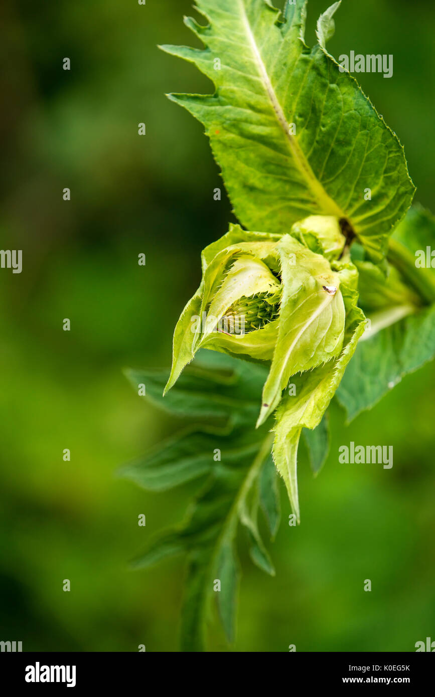 Cirsium Oleraceum Cabbage Thistle High Resolution Stock Photography and ...