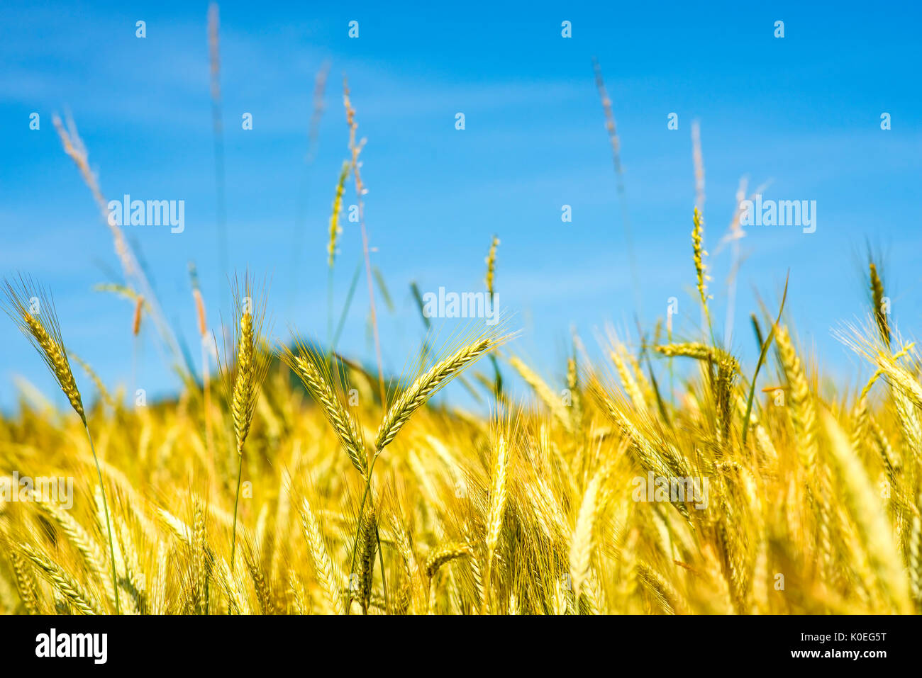 barley, head with blue sky and hill in Germany Stock Photo - Alamy