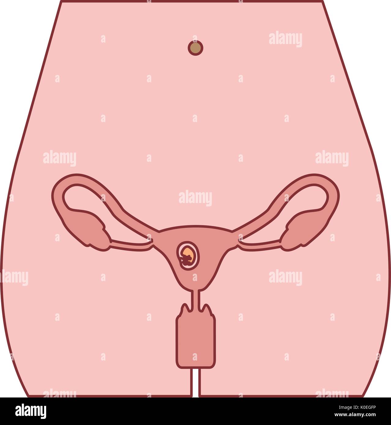 Pink Silhouette Of Front View Female Body And Reproductive System