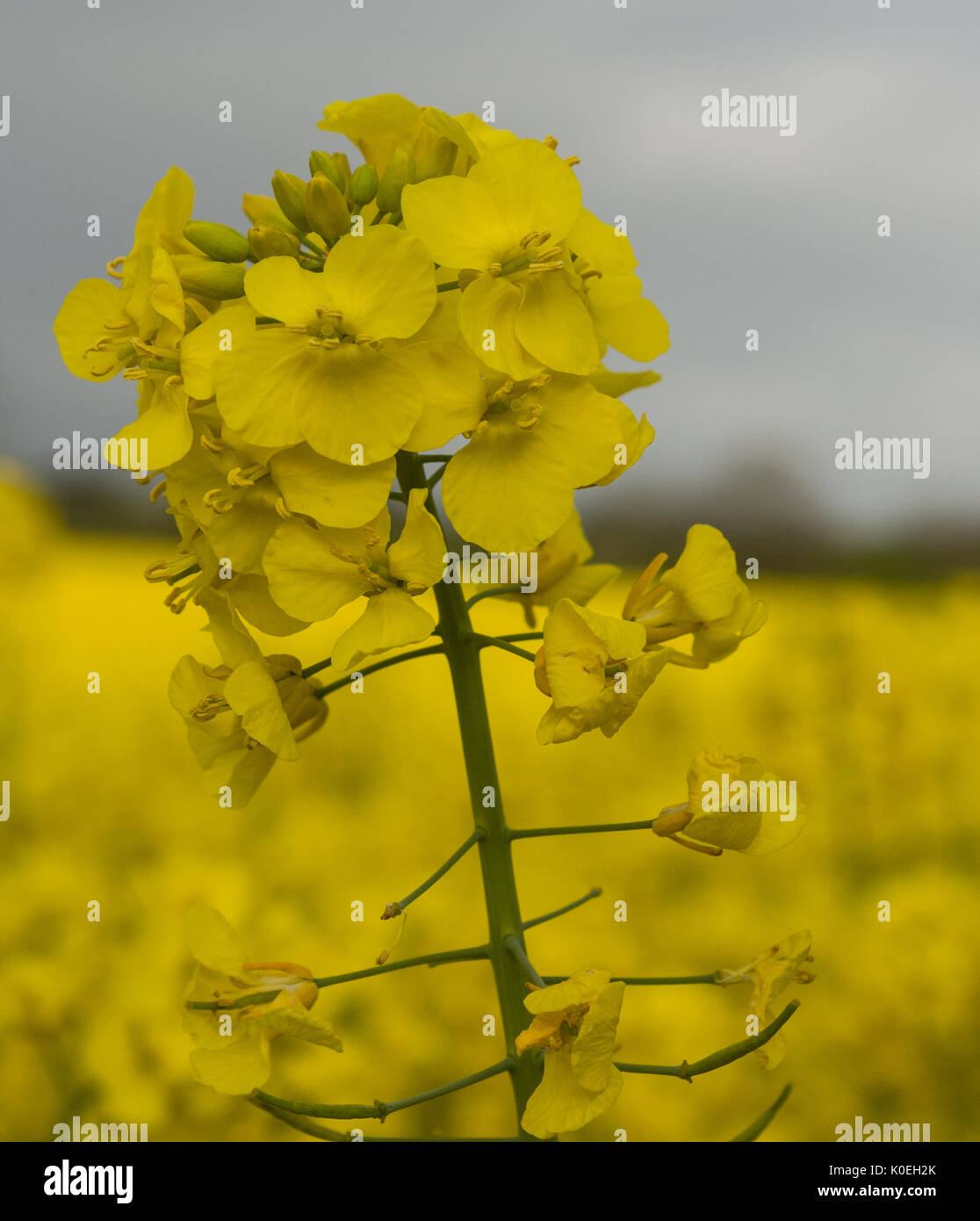 One time flowering hi-res stock photography and images - Alamy