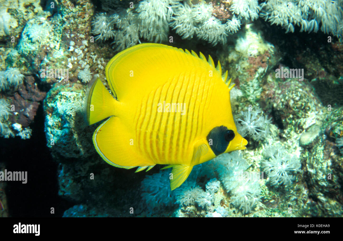 Golden butterfly fish hi-res stock photography and images - Alamy