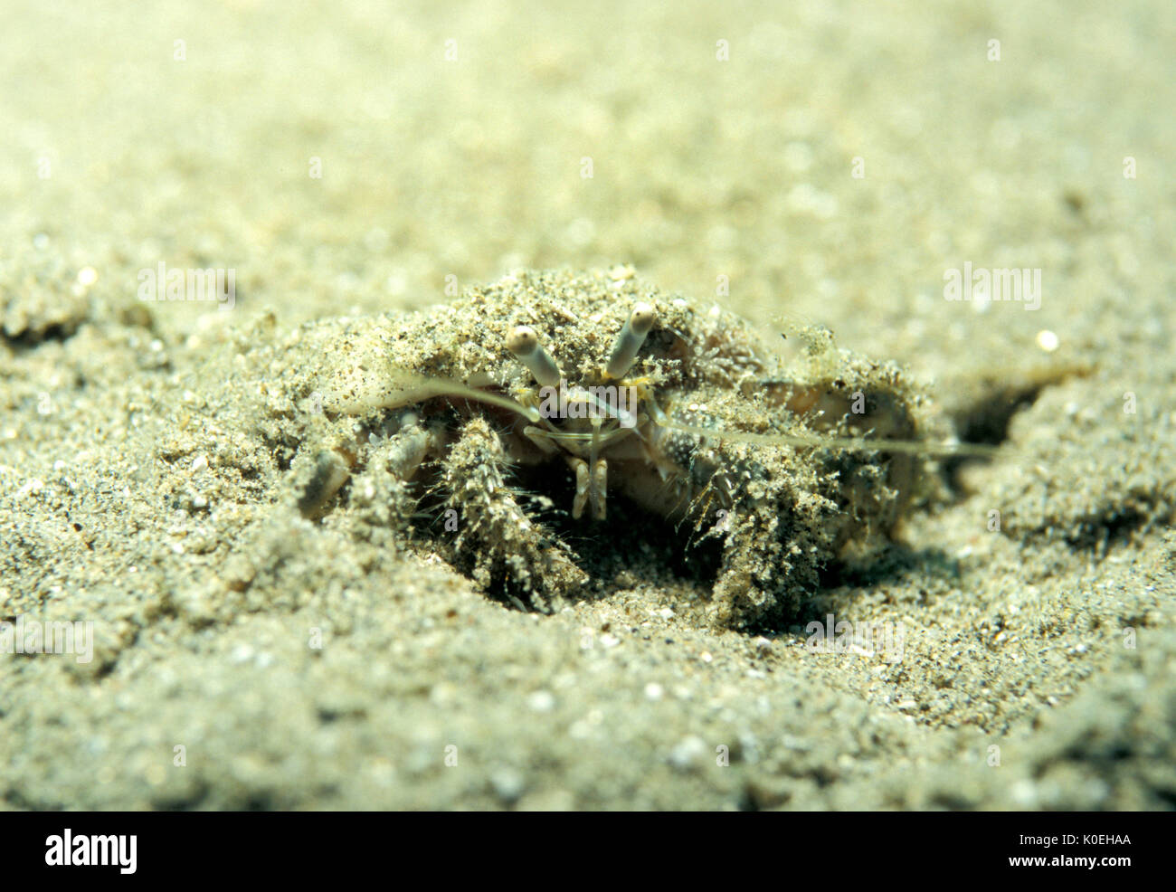 Decorator Crab, Decapoda, Red Sea, Sharm el-Sheikh, camouflaged in sand ...