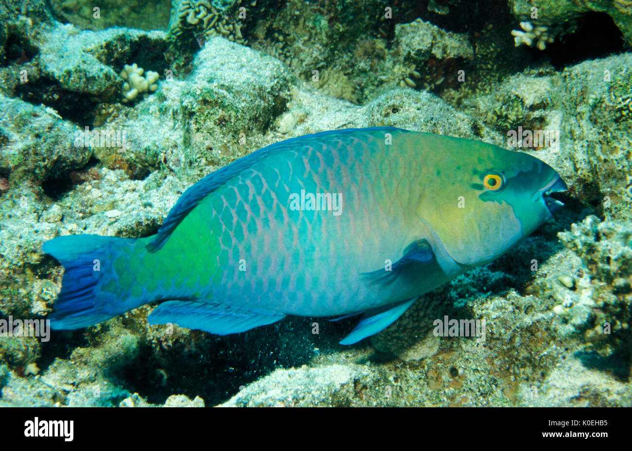 Steepheaded Parrotfish, Scarus gibbus, Red Sea, Sharm el-Sheikh ...