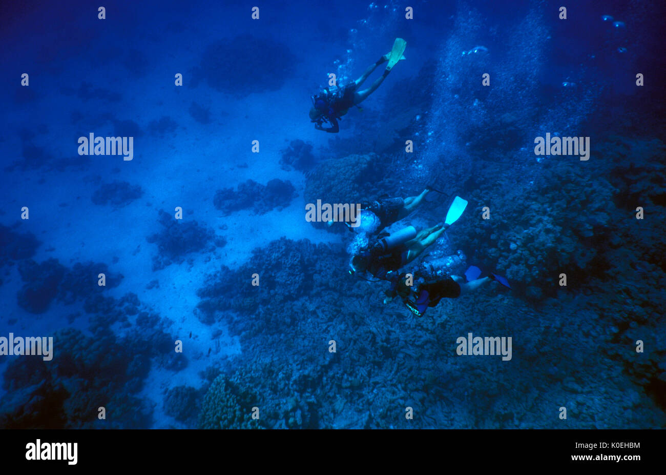 Divers swimming over coral reef, Hurghada, Red Sea, swimming with legs ...