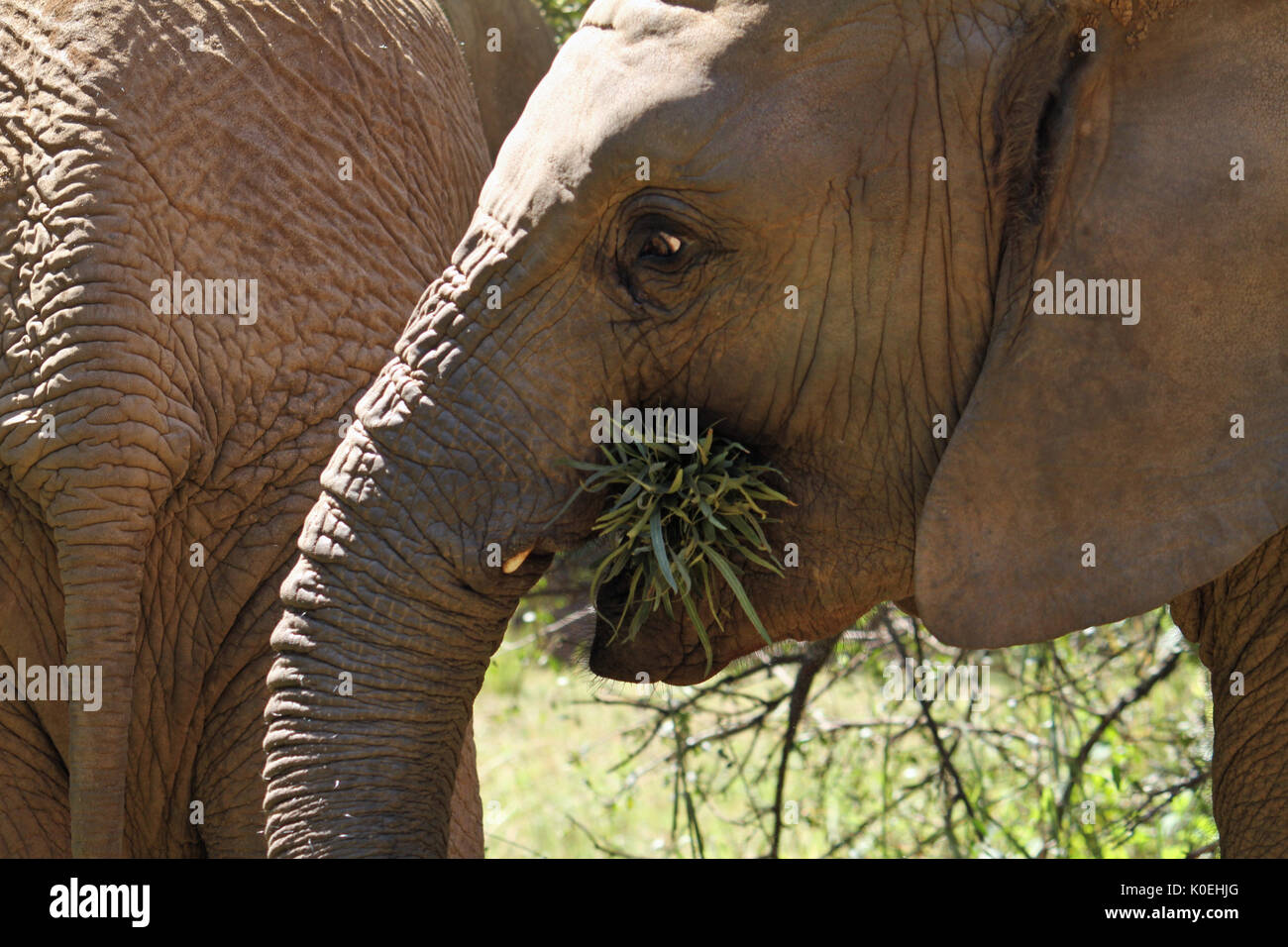 Elephant eating leaves hi-res stock photography and images - Alamy