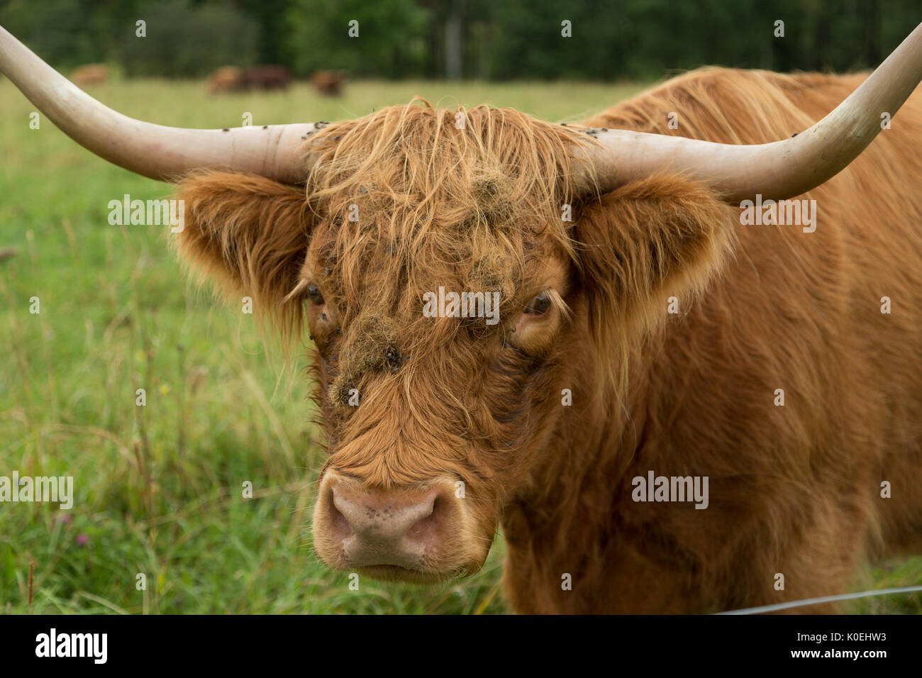 A close up photograph of a highland cow in Vermont, USA. They are a ...